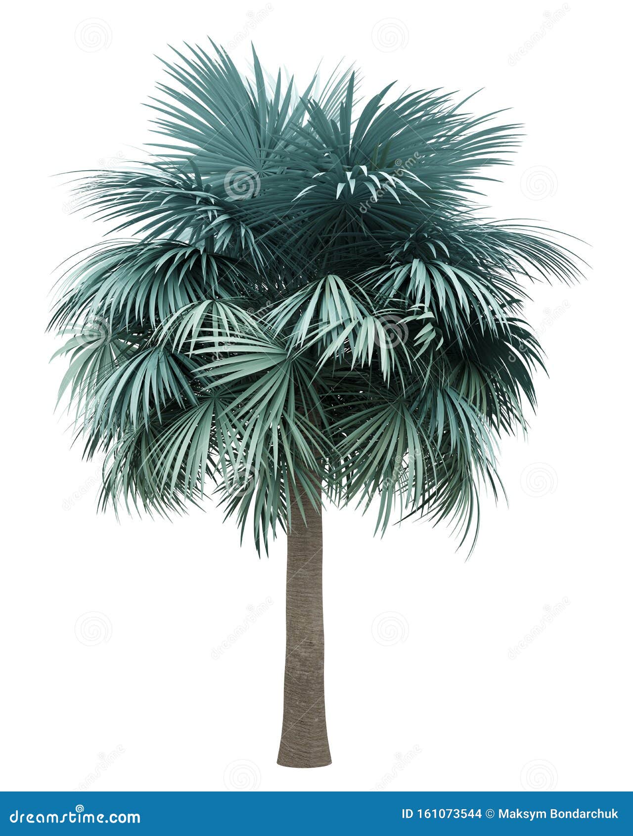 Silver Fan Palm Tree Isolated On White. Top View Royalty-Free Stock ...