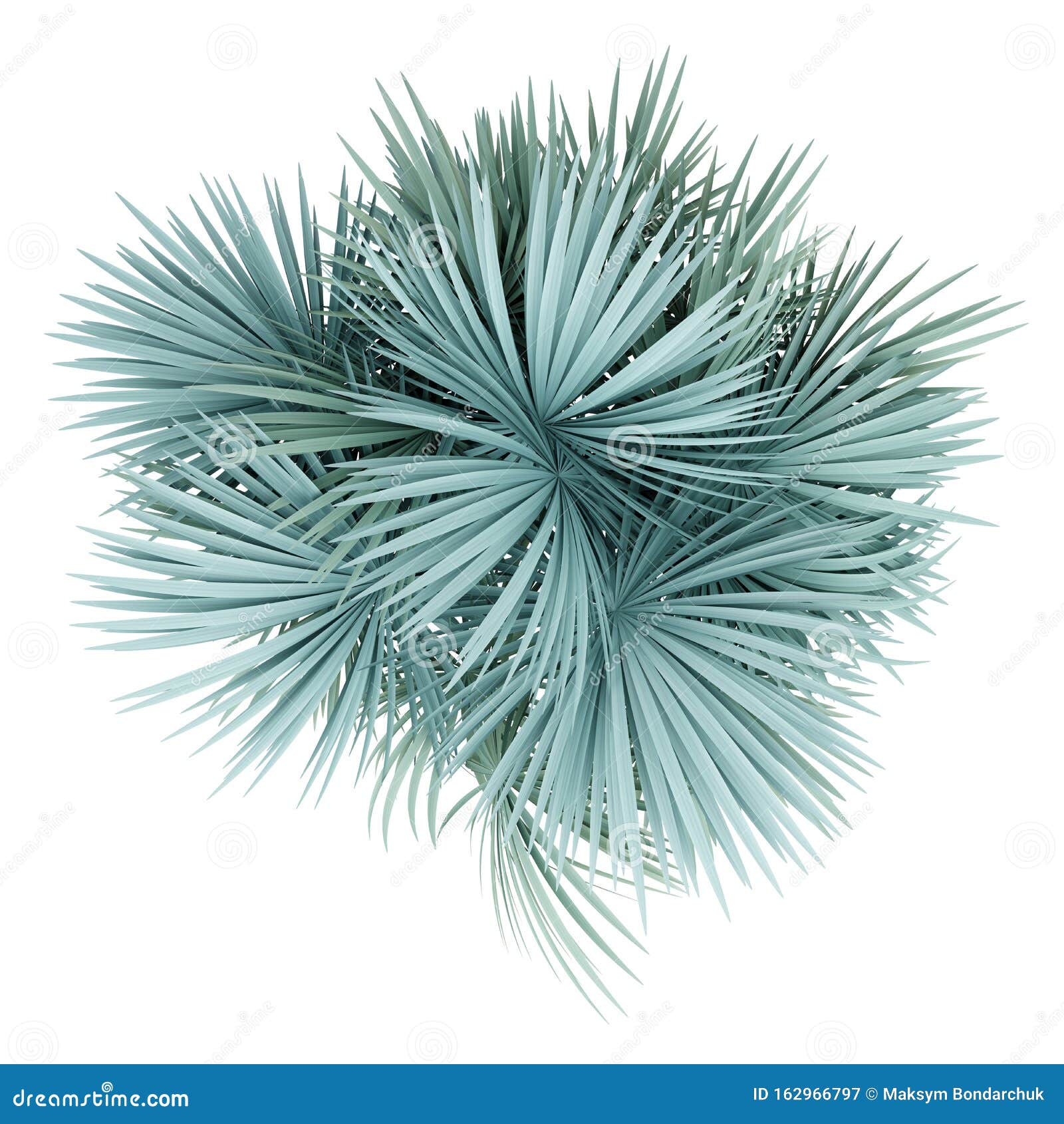 Silver Fan Palm Tree Isolated on White. Top View Stock Illustration ...