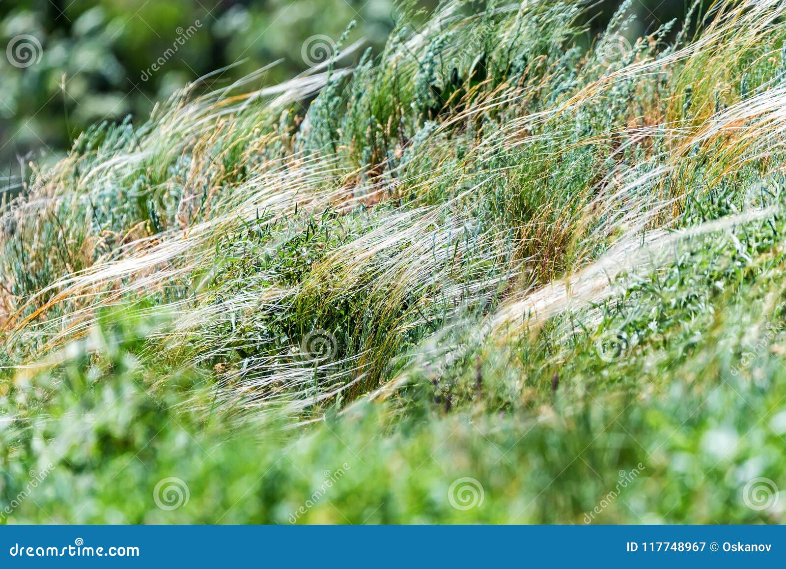 Silver Feather Grass Swaying in Wind in Steppe Stock Image - Image of ...