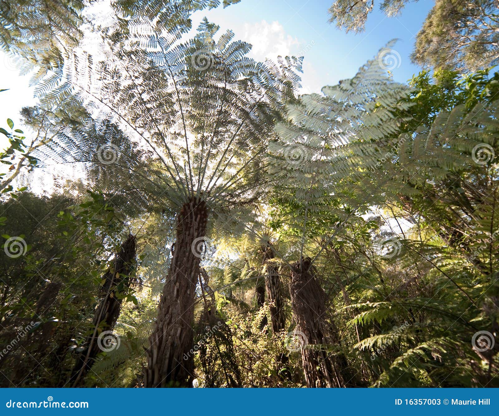 Silver Fern Leaves Background Stock Image | CartoonDealer.com #71206693
