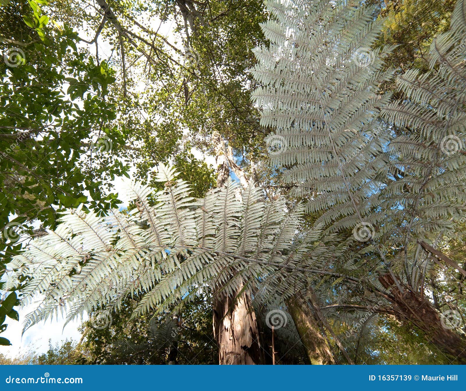 Silver Fern stock image. Image of fern, auckland, ranges - 16357139