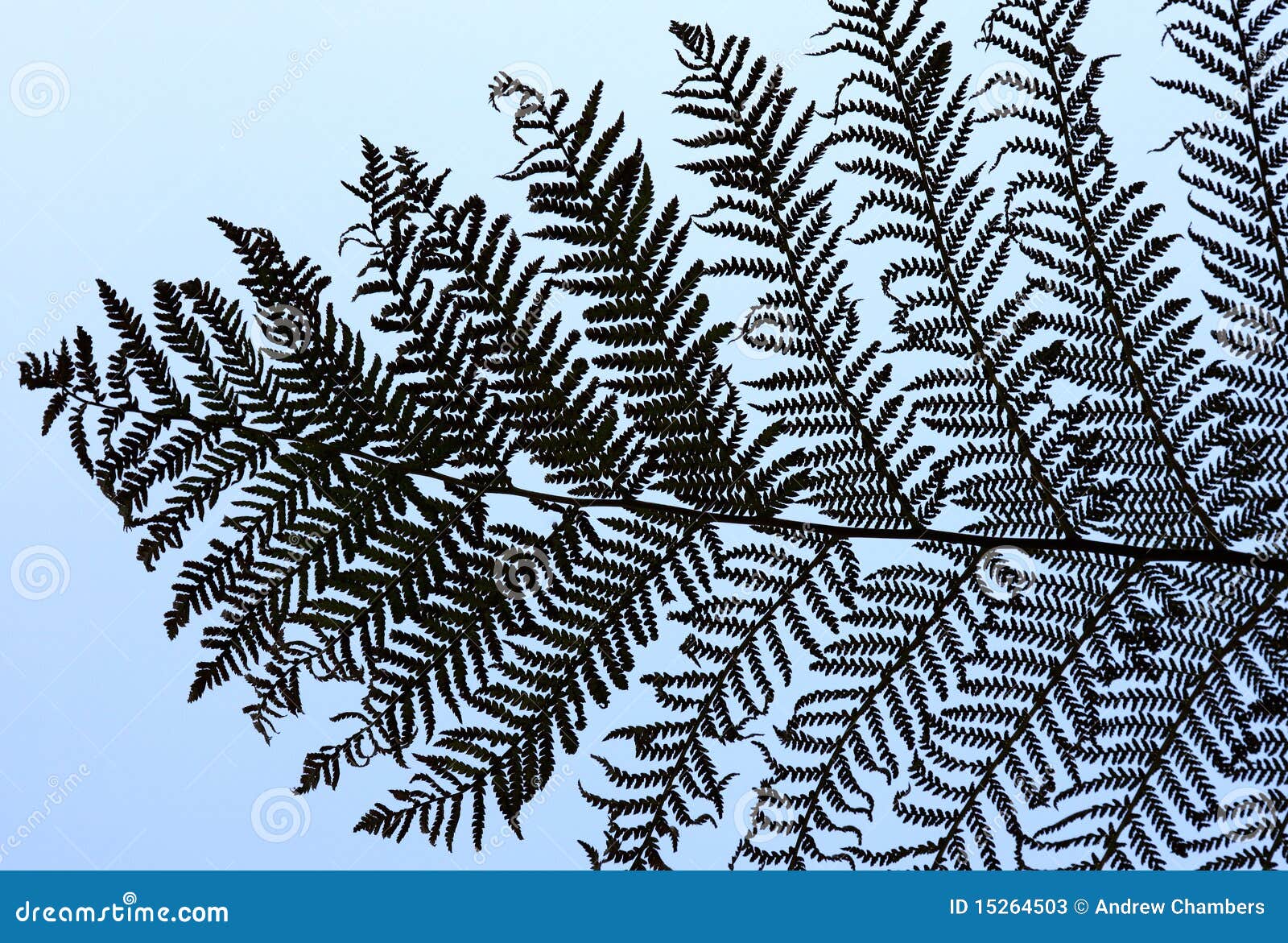 Silver Fern Leaves Background Stock Image | CartoonDealer.com #71206693