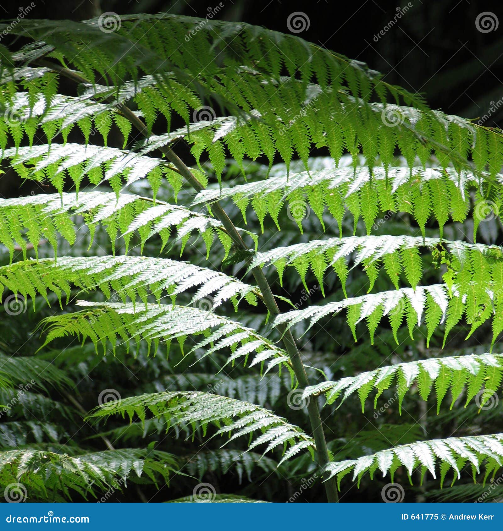 Silver Fern Leaves Background Stock Image | CartoonDealer.com #71206693