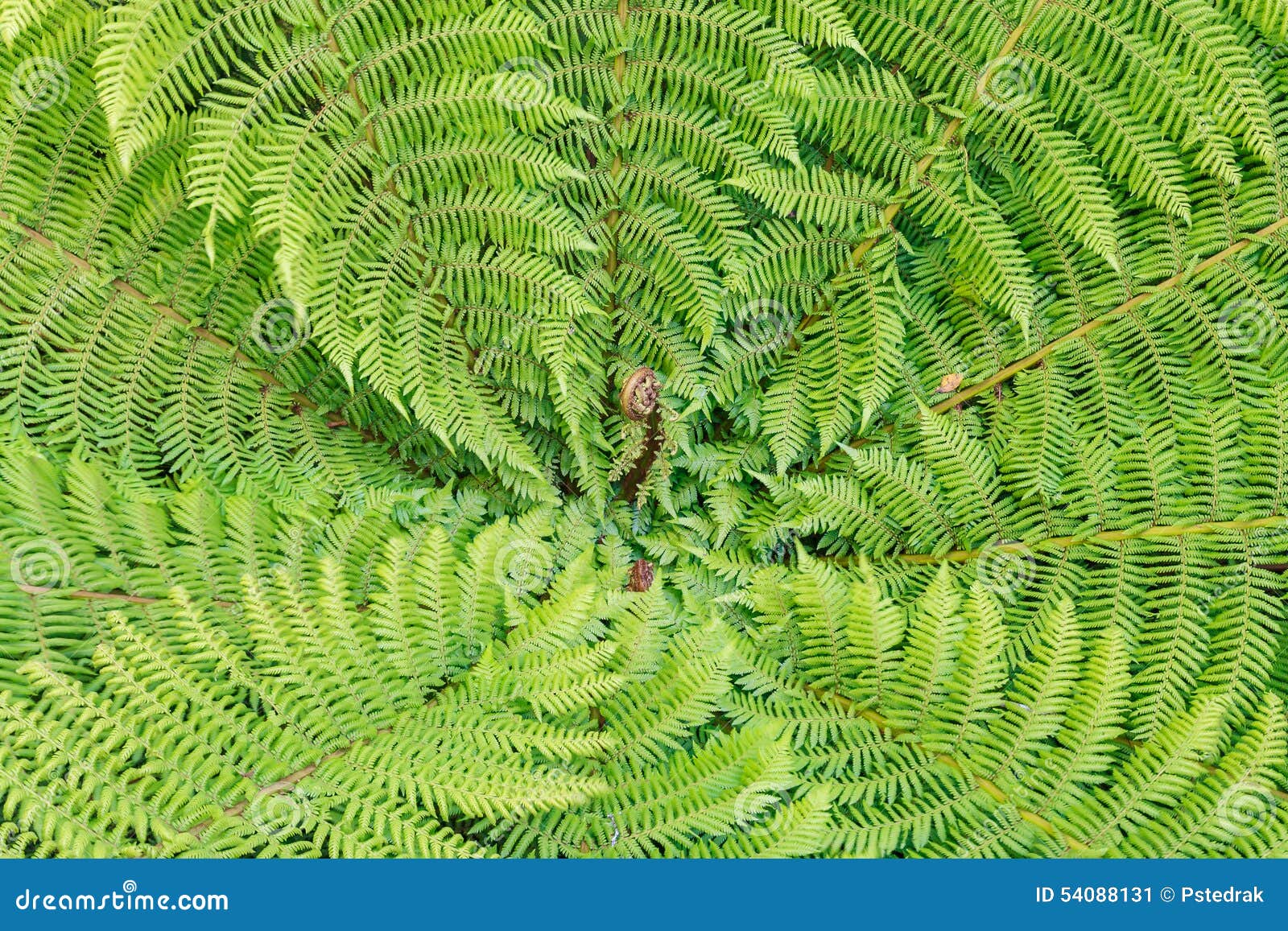 Silver fern fronds stock image. Image of silver, fresh - 54088131