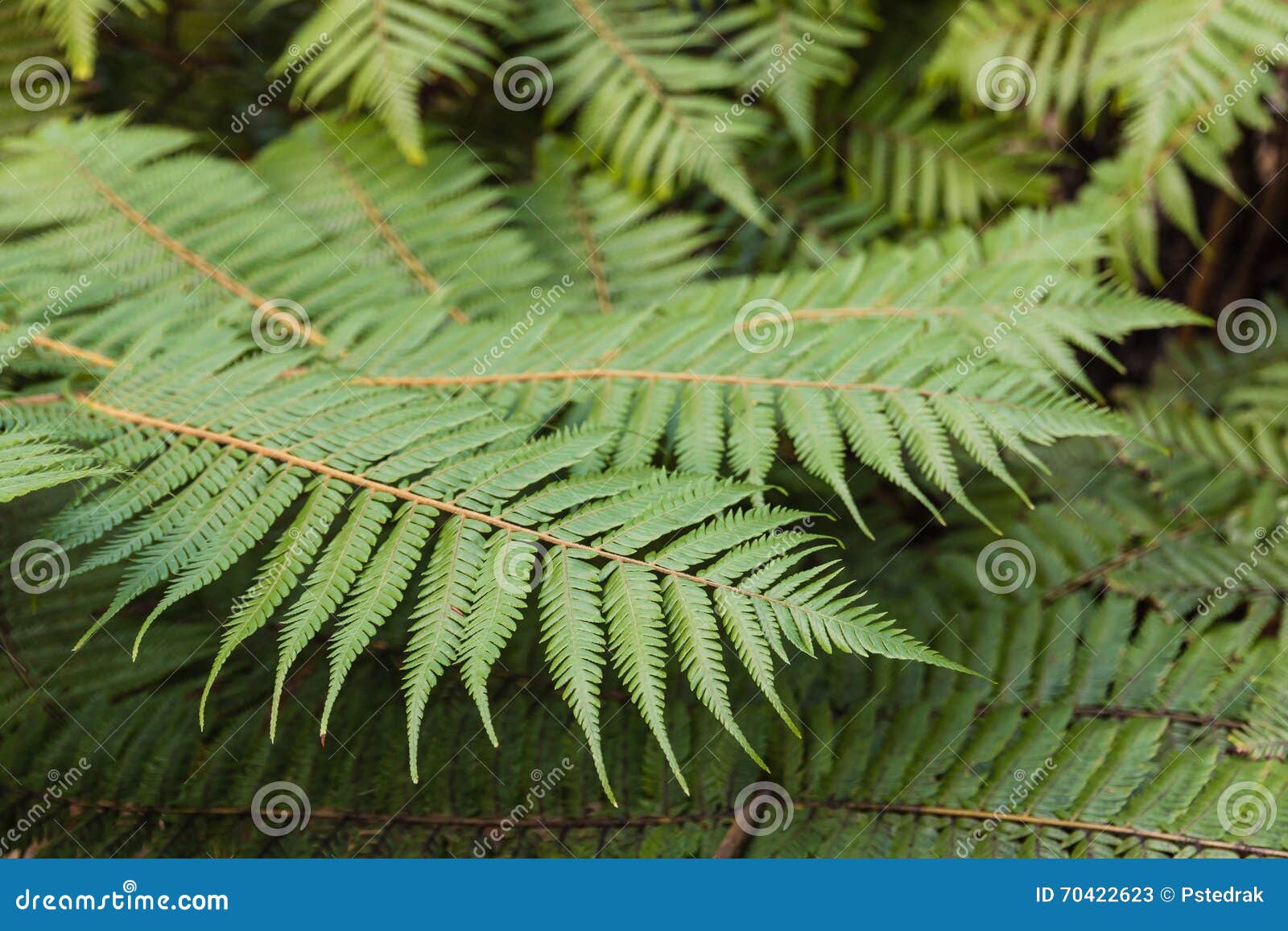 Fern Fronds As Seen From Above In Monteverde Cloud Forest Reserve ...
