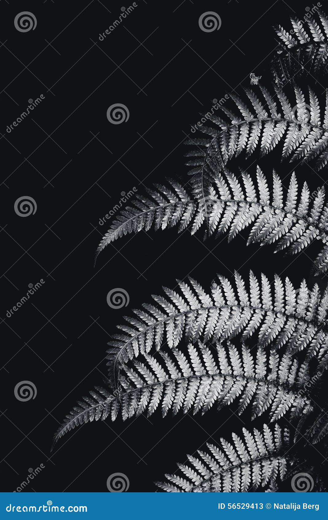 Silver Fern Leaves Background Stock Image | CartoonDealer.com #71206693