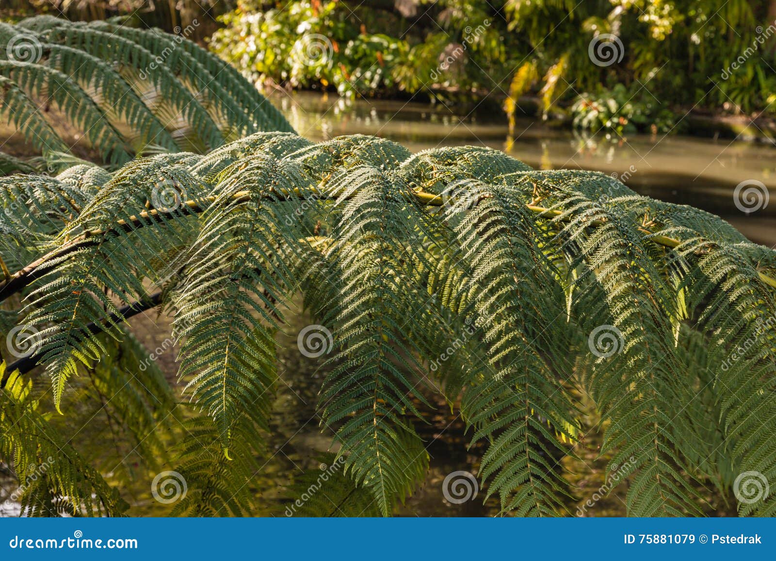 Silver Fern Leaves with River in Background Stock Image - Image of ...