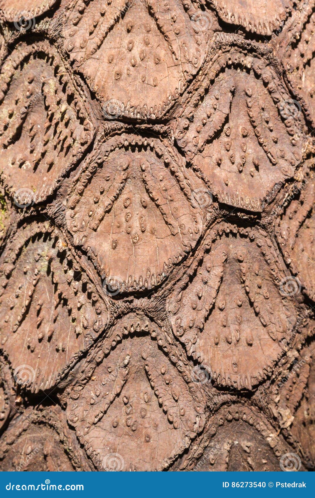 Silver Fern Tree Trunk Bark Stock Photo - Image of rough, tree: 86273540