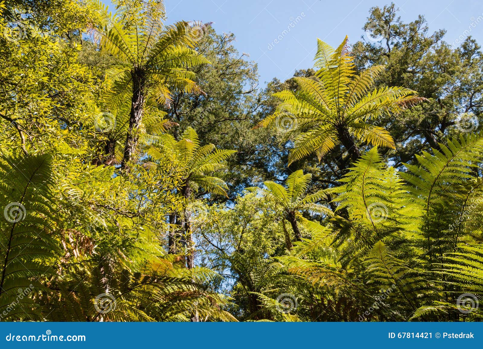 Silver fern trees foliage stock image. Image of ferns - 67814421