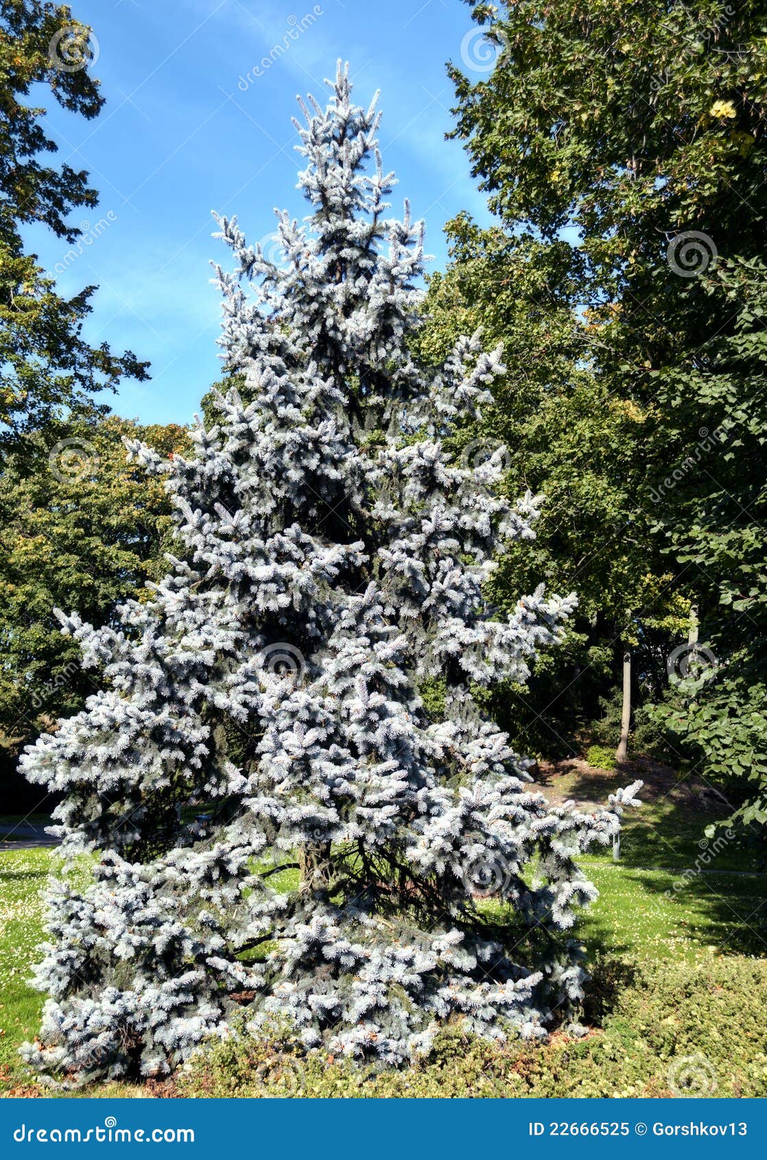 Silver fir stock image. Image of silver, resort, atmospheric - 22666525