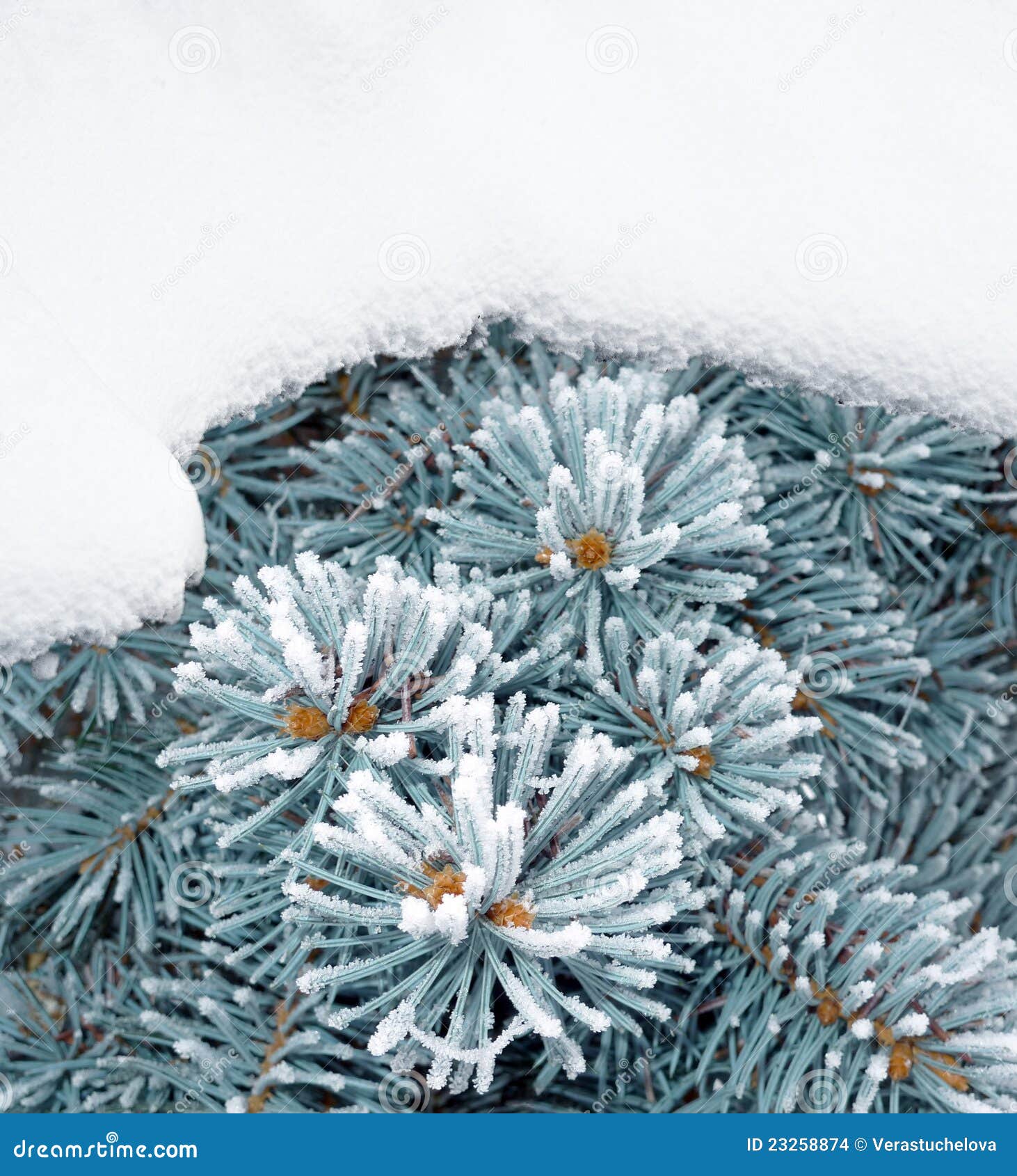 Silver fir with snow stock photo. Image of fluffy, forest - 23258874