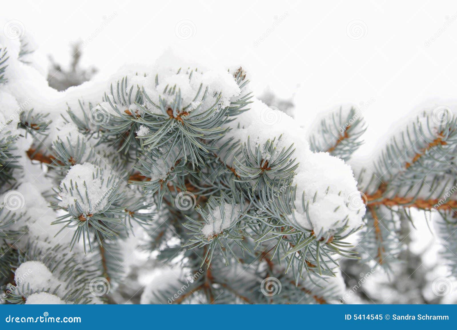 Silver fir-tree branch stock image. Image of close, beauty - 5414545