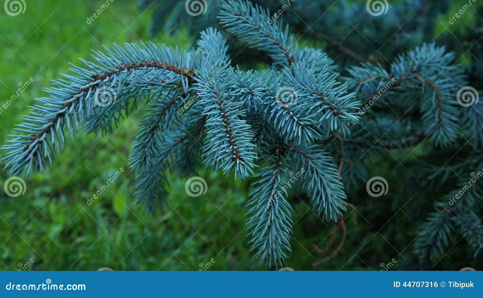 Silver fir tree wallpaper stock photo. Image of silver - 44707316
