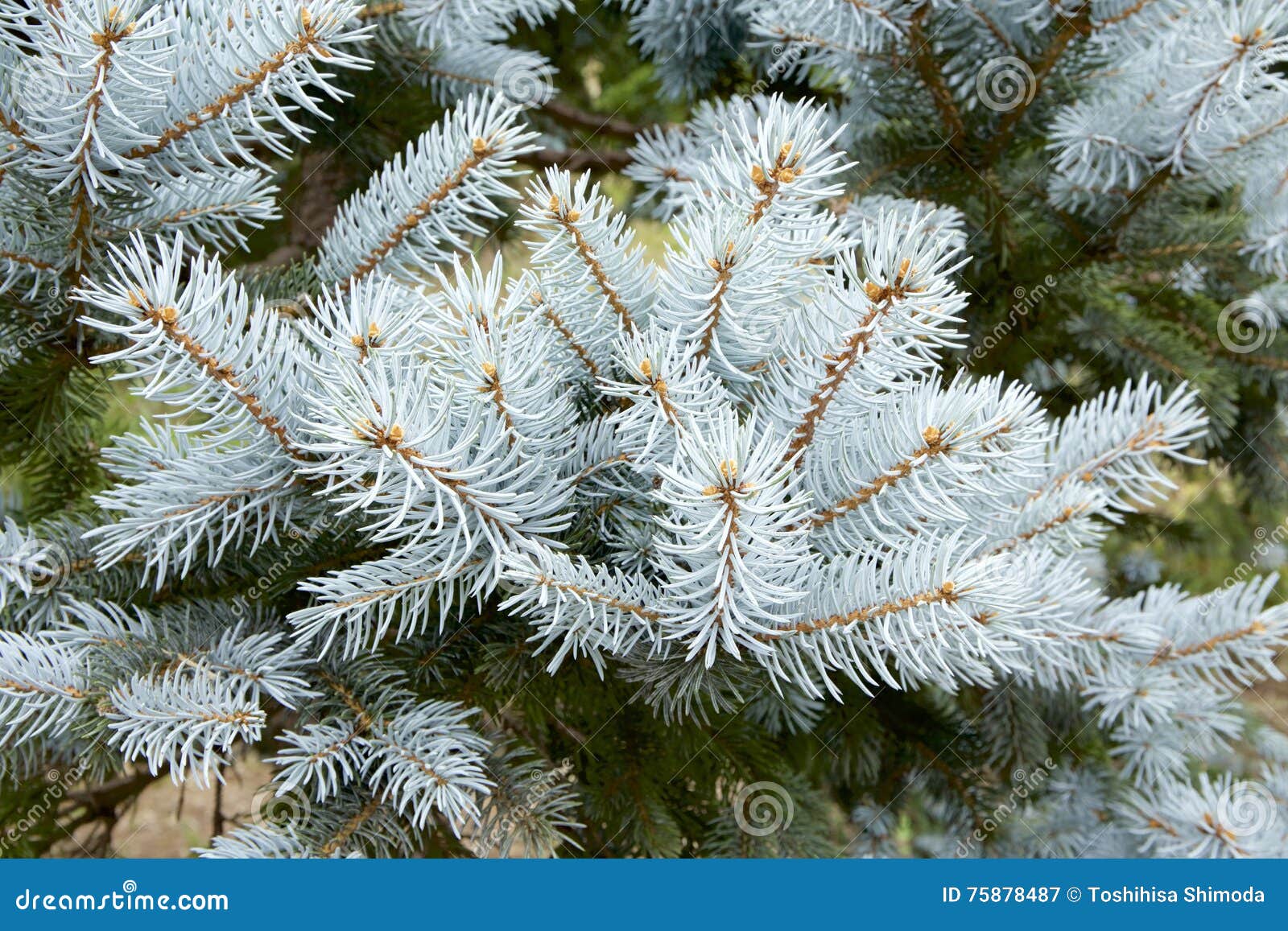 Silver fir tree stock image. Image of ornament, beautiful - 75878487