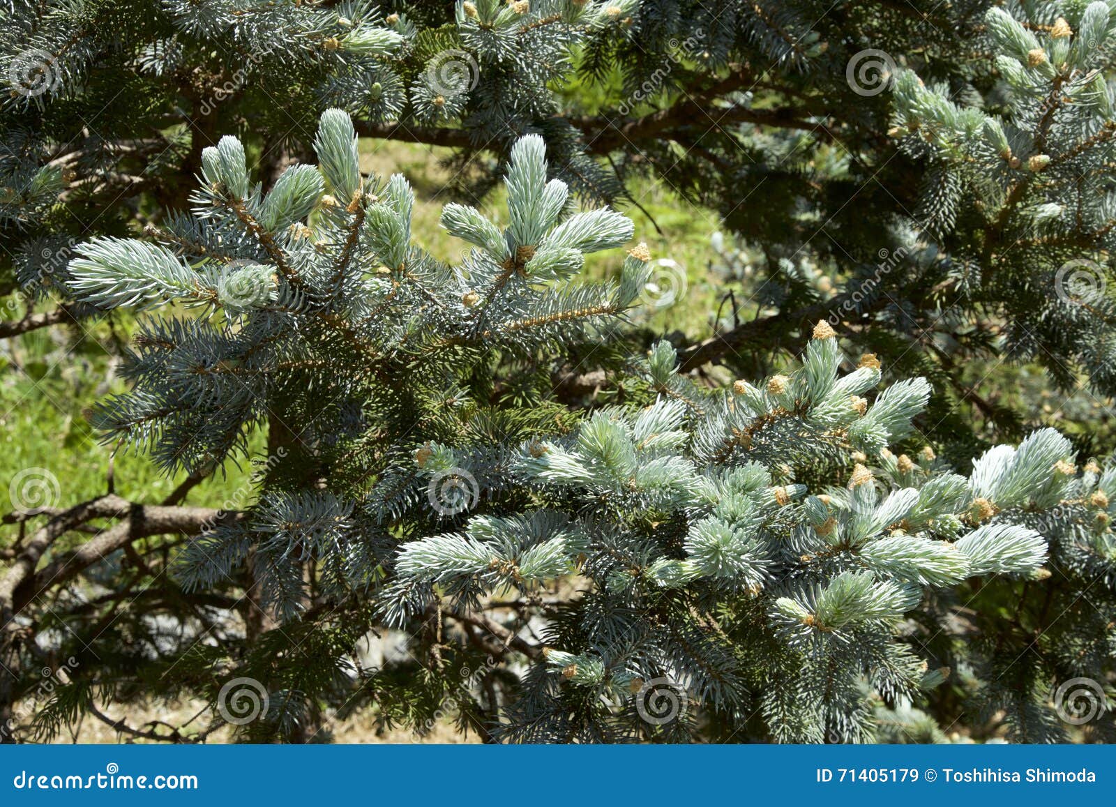 Silver fir tree at spring stock image. Image of foliage - 71405179