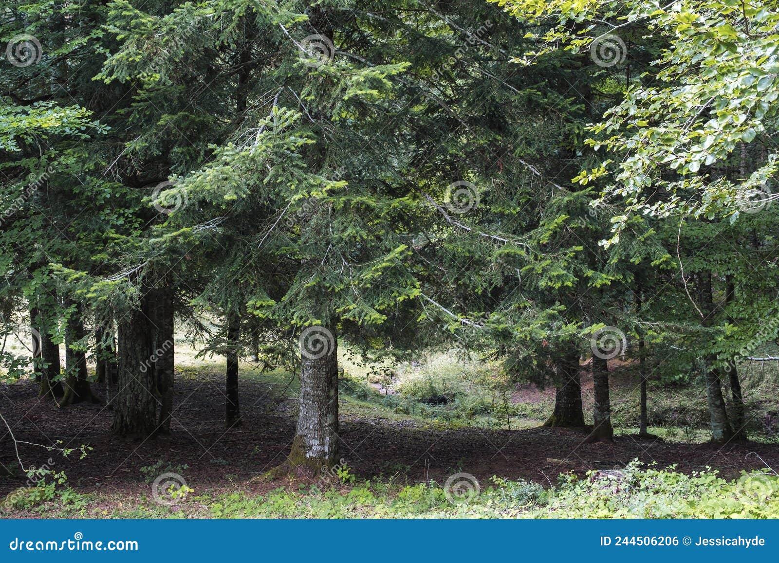 Silver firs forest stock photo. Image of fresh, nature - 244506206