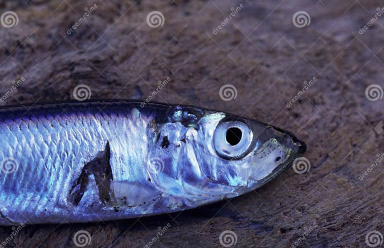 Silver fish stock photo. Image of fishing, animal, freshness - 2031352