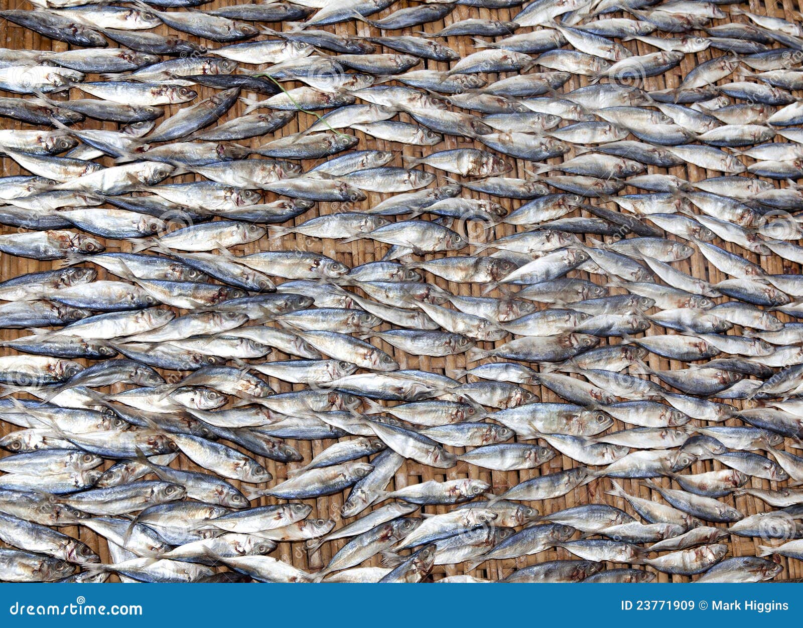 Silver fish stock image. Image of spread, marine, fishes - 23771909