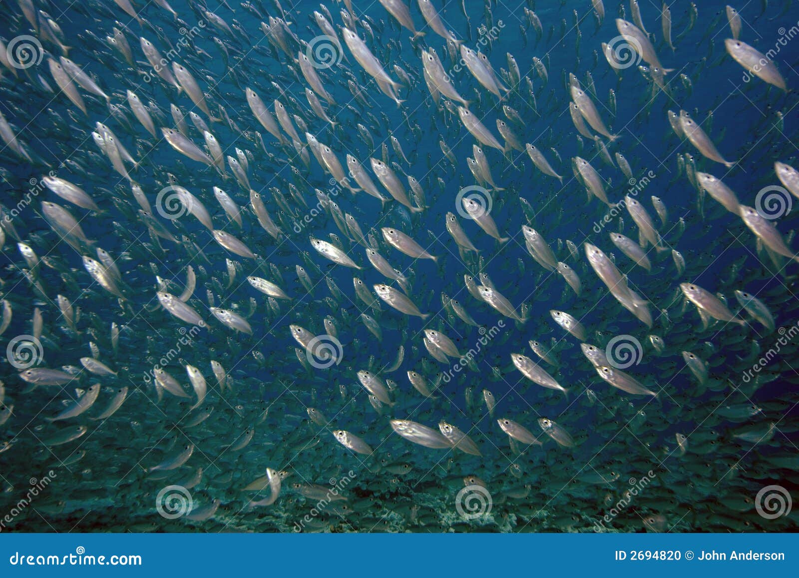 Silver fish stock photo. Image of silver, schooling, scuba - 2694820