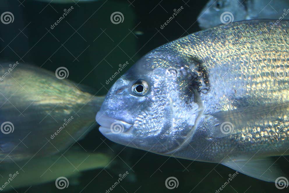 Silver fish stock photo. Image of light, aquarium, silver - 5221778