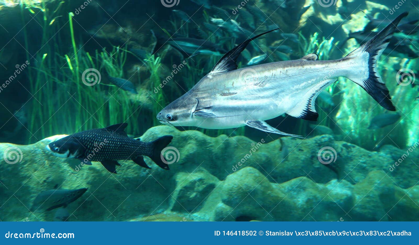 Silver fish in aquarium stock photo. Image of fish, fauna - 146418502
