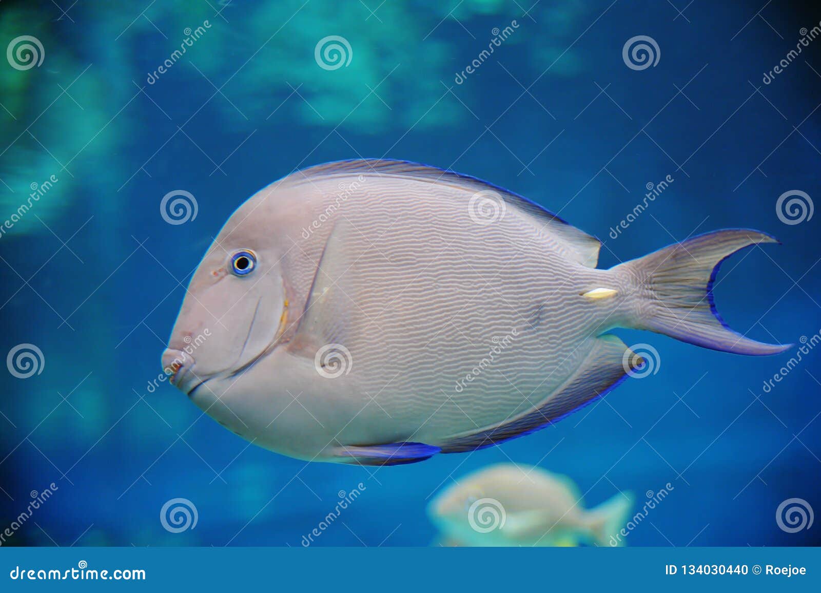 Silver Fish in Atlantic Ocean Stock Photo - Image of bait, ocean: 134030440