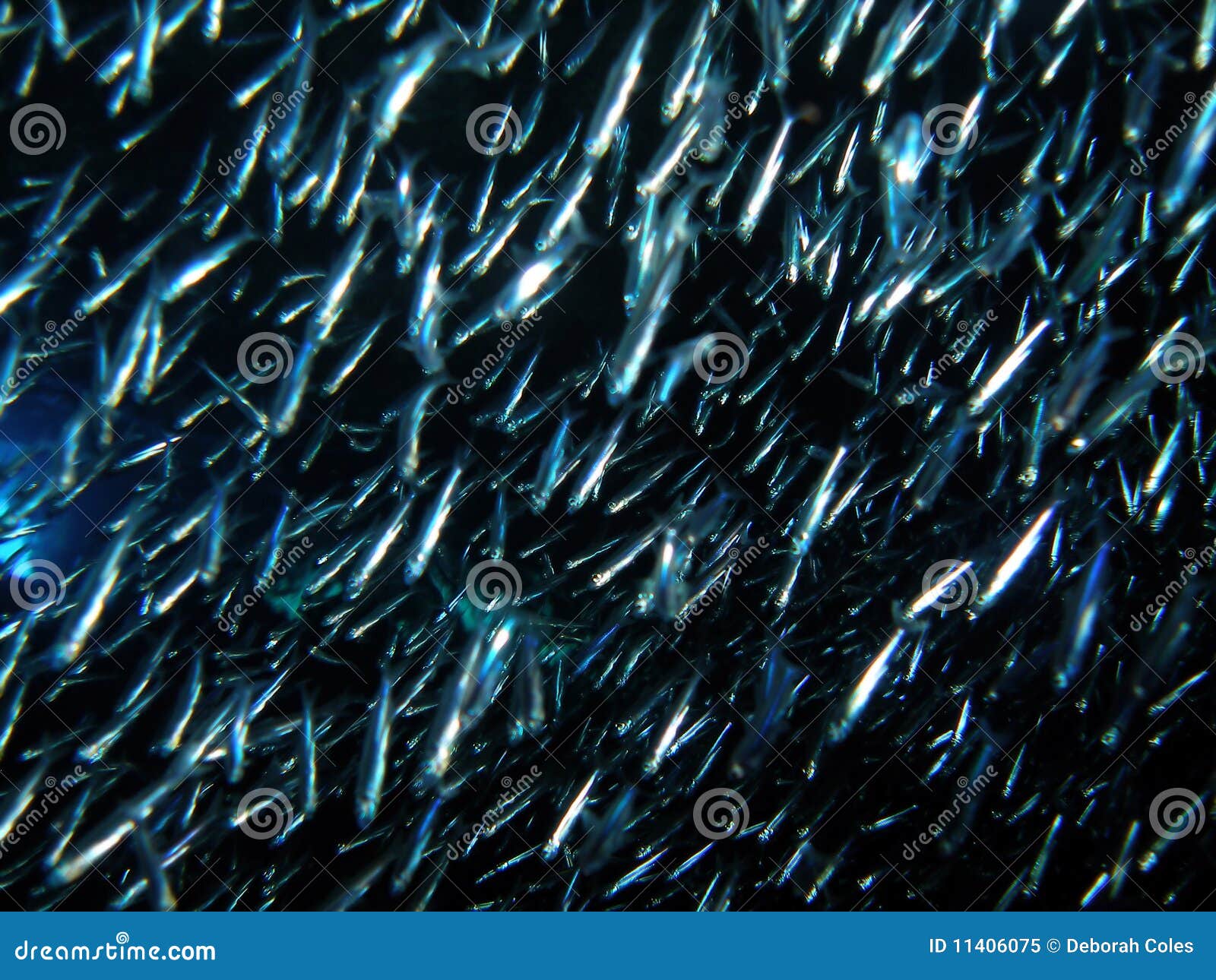 Silver Fish On Black Background. Sabrefish Royalty-Free Stock ...