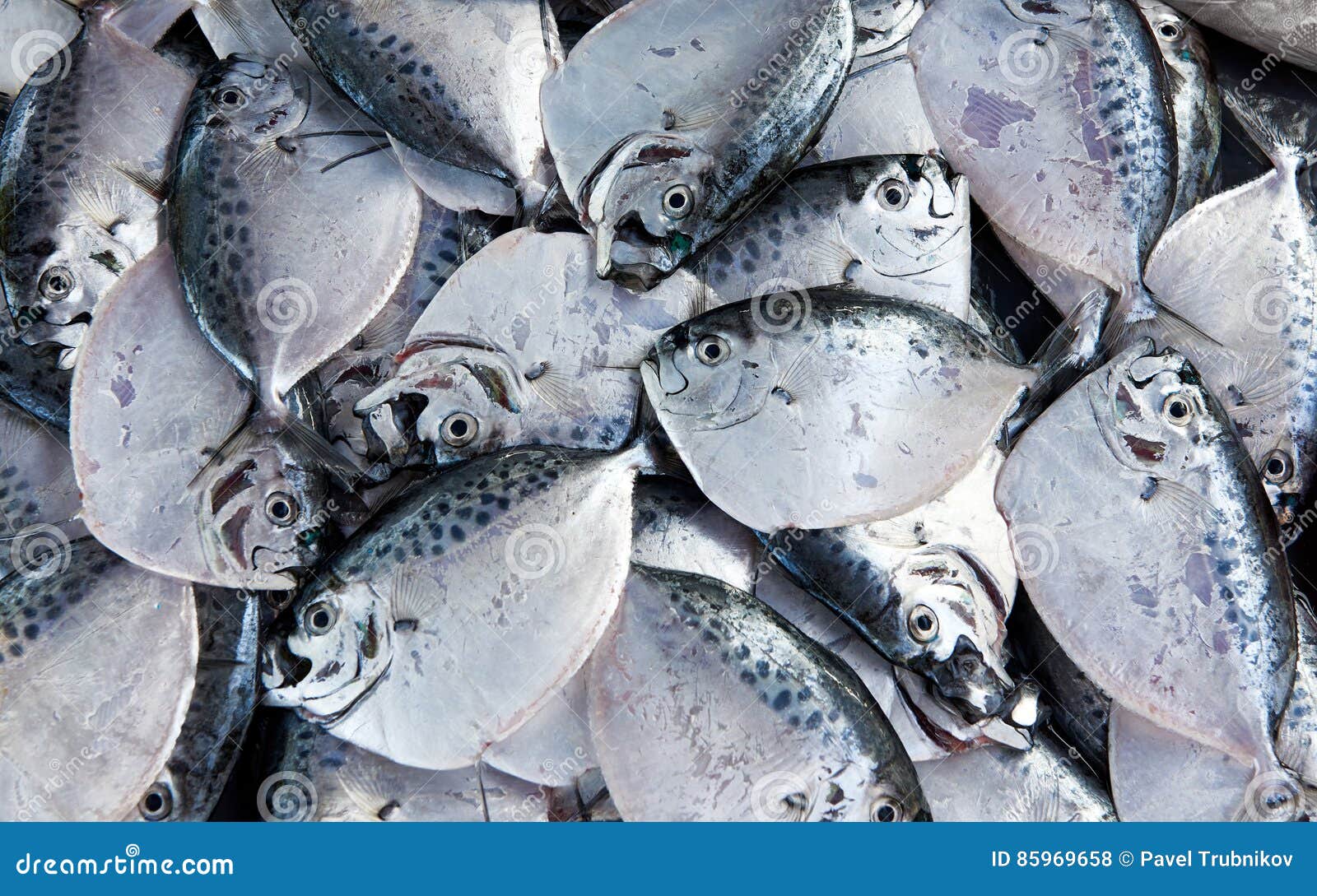 Silver Fish of Medium Size Lying on the Counter Stock Photo - Image of ...
