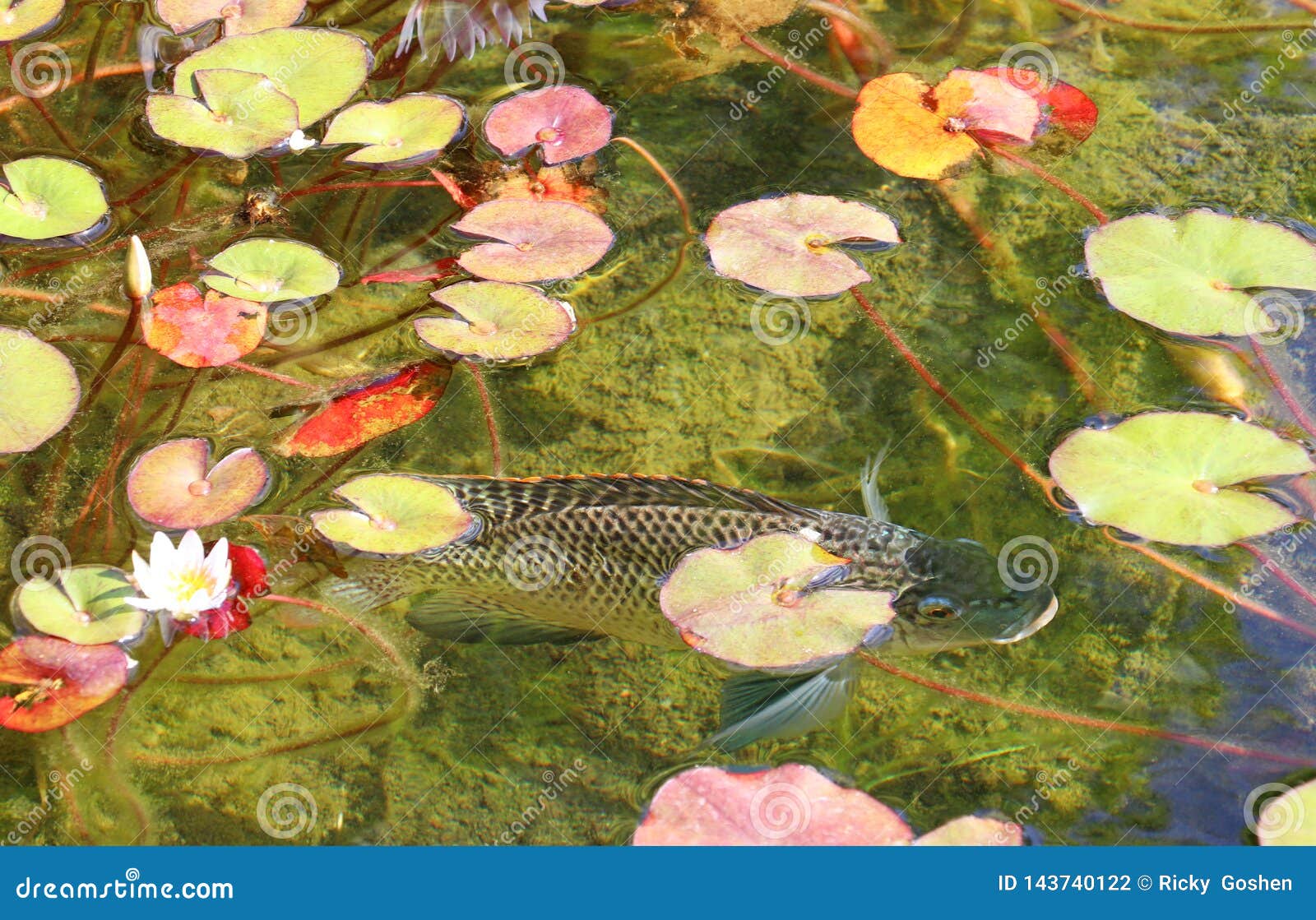 Plenty Of Fish The Silver Pond