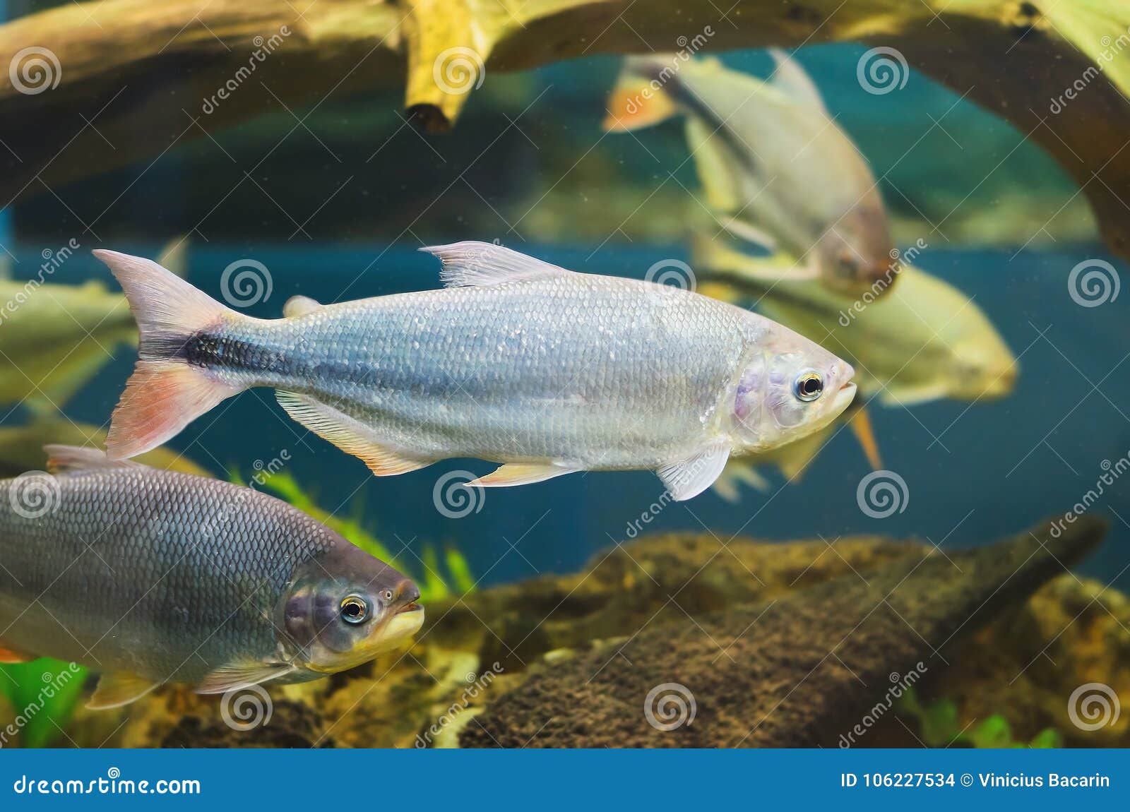 Silver Fish with a Red Tail Known As Piraputanga Stock Photo - Image of ...