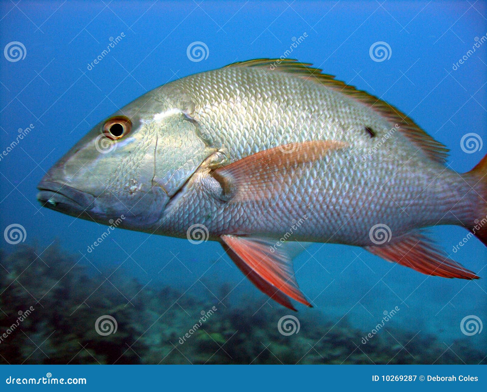 Silver fish scales stock image. Image of blue, saltwater - 10269287