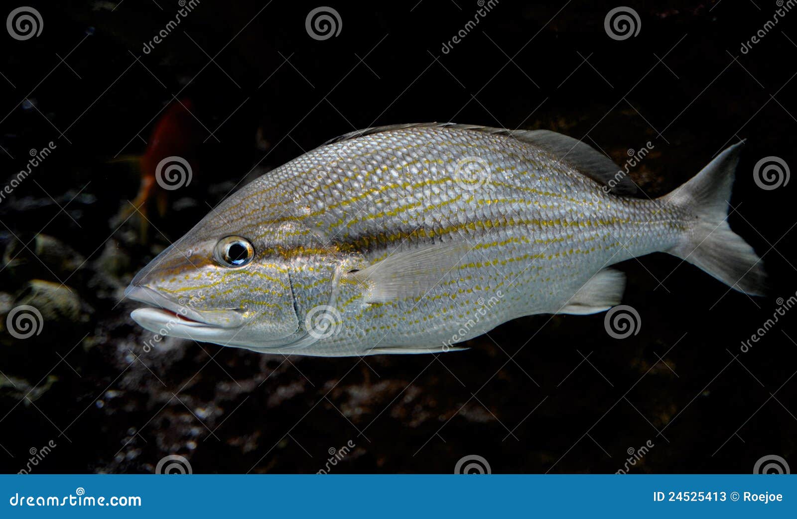 Silver fish underwater stock image. Image of animal, marine - 24525413