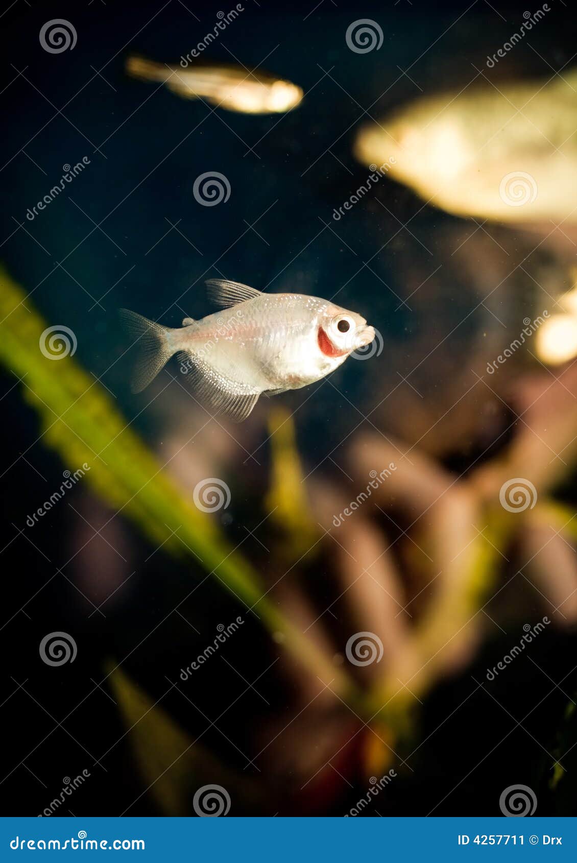 Silver fishes in aquarium stock image. Image of isolated - 4257711