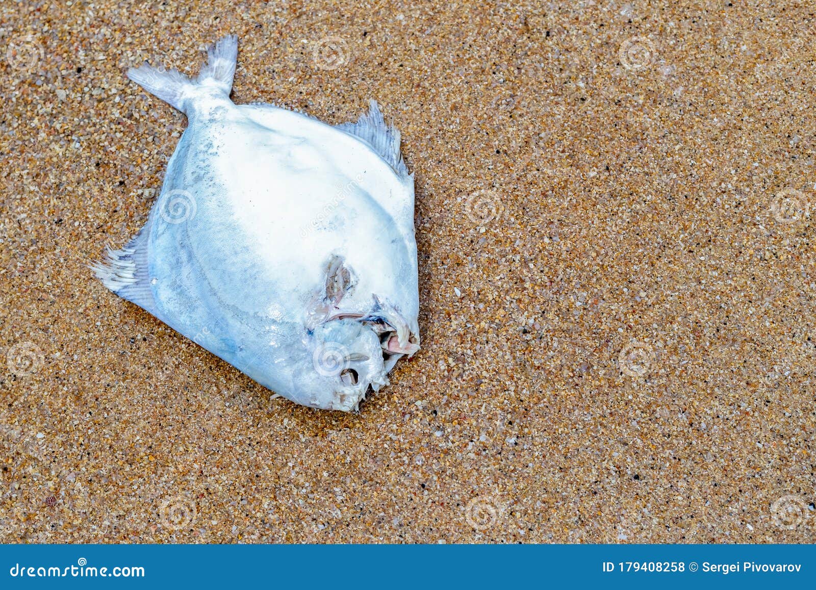 Silver Flat Fish Thrown on a Sandy Beach, Dead and Decomposed with Copy ...