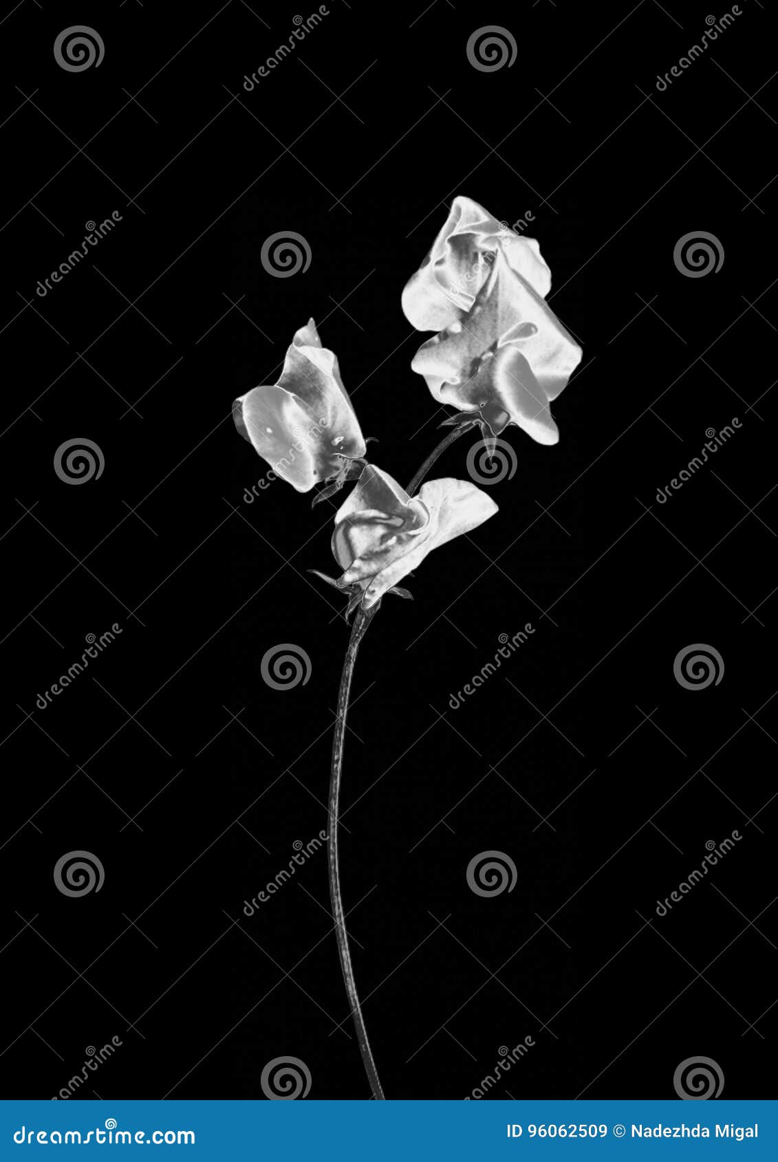 Silver flower stock image. Image of roses, orchid, flora - 96062509