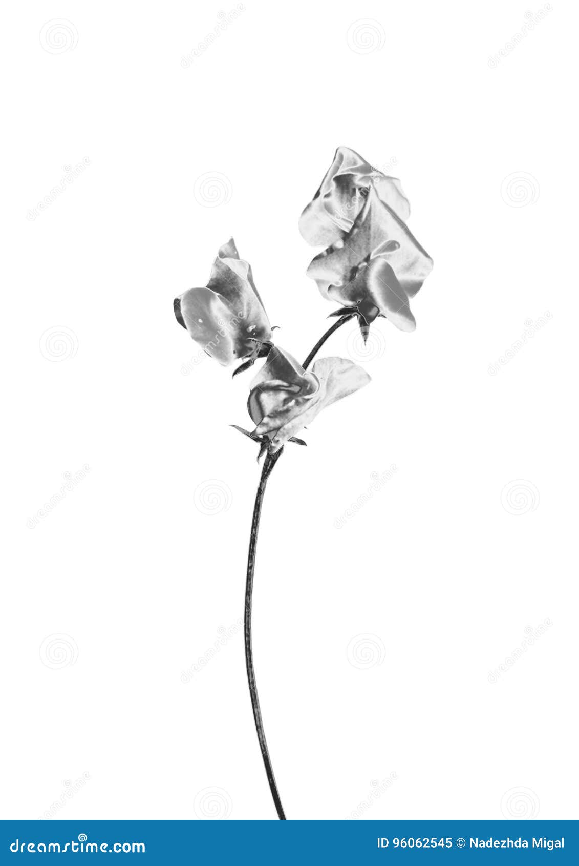 Silver flower stock image. Image of lily, orchid, closeup - 96062545