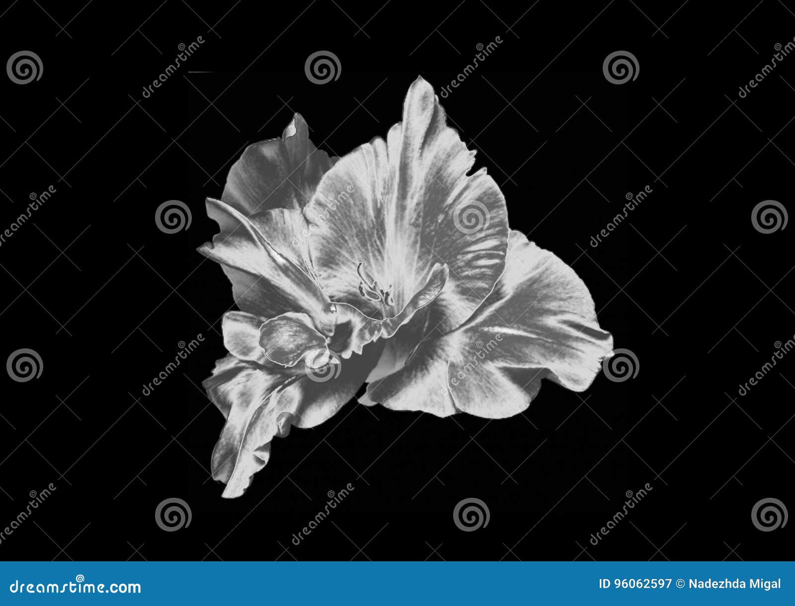 Silver flower stock image. Image of black, lily, beauty - 96062597