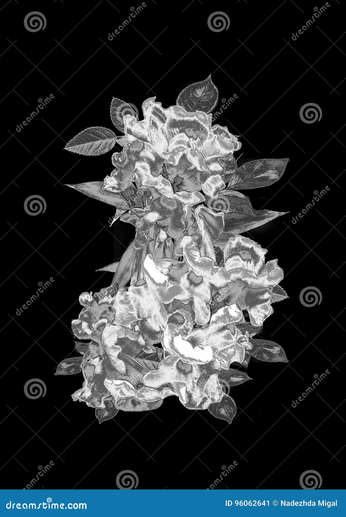 Silver flower stock image. Image of bouquet, tulips, flora - 96062641