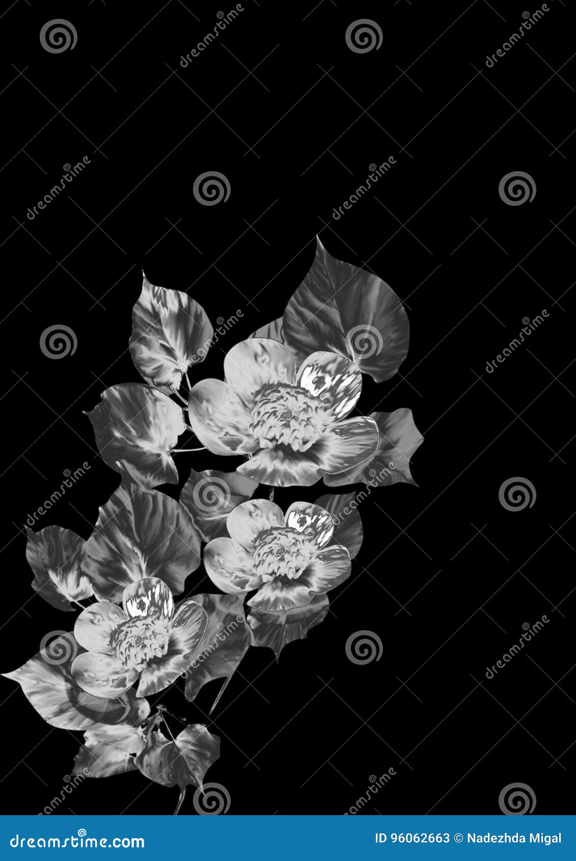 Silver flower stock image. Image of rose, beautiful, white - 96062663