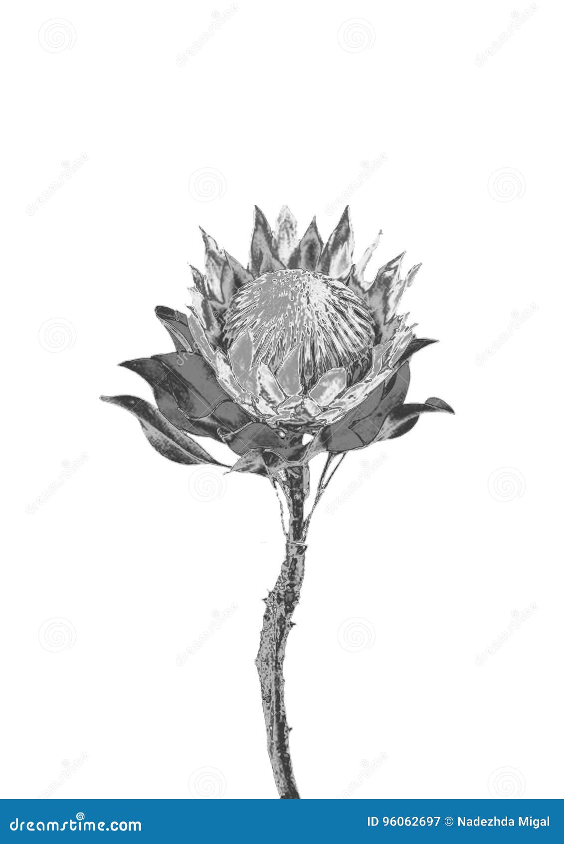 Silver flower stock image. Image of abstraction, lily - 96062697