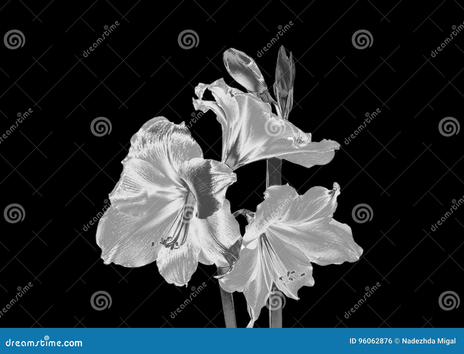 Silver flower stock photo. Image of closeup, bouquet - 96062876