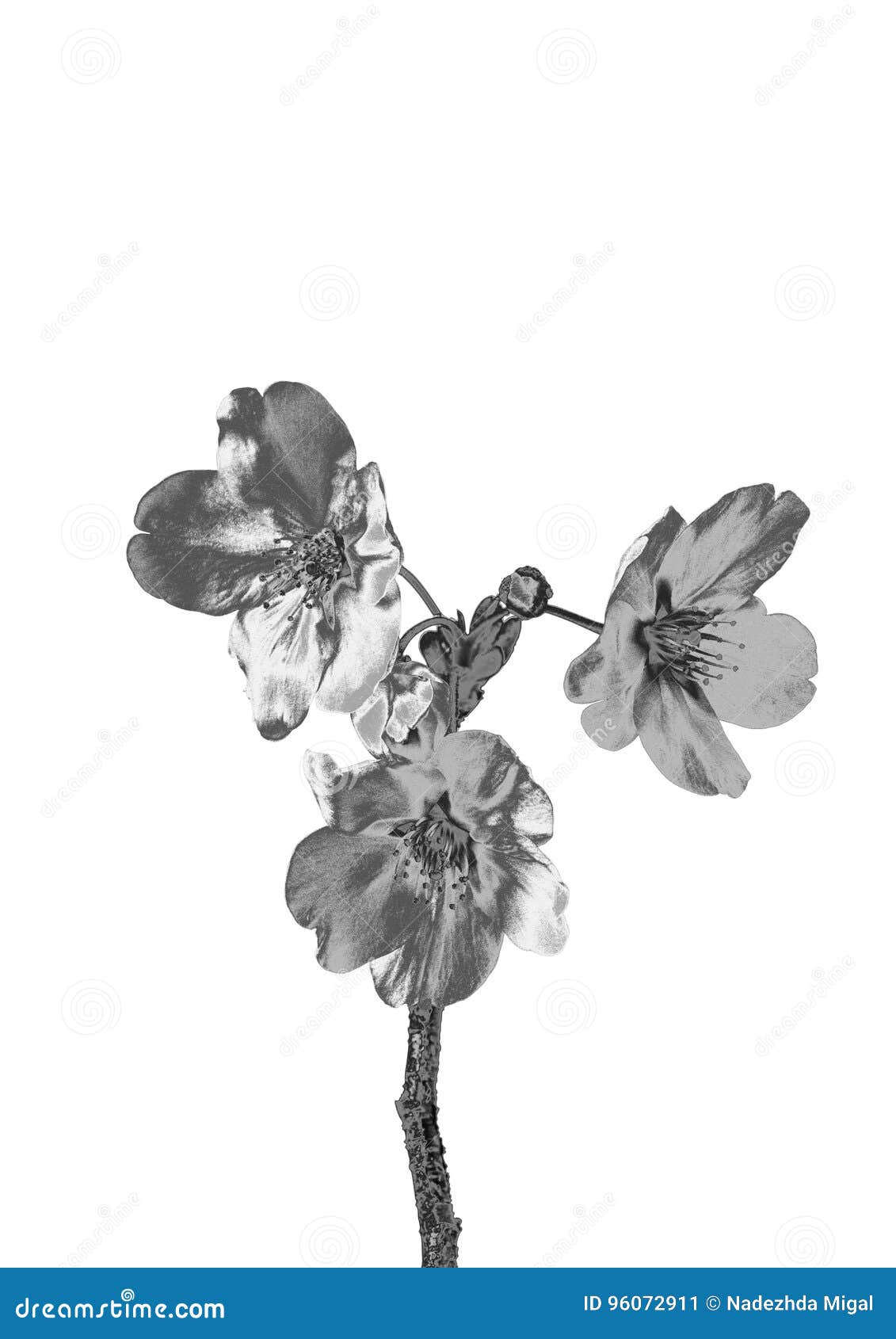 Silver flower stock image. Image of closeup, flora, jewelry - 96072911