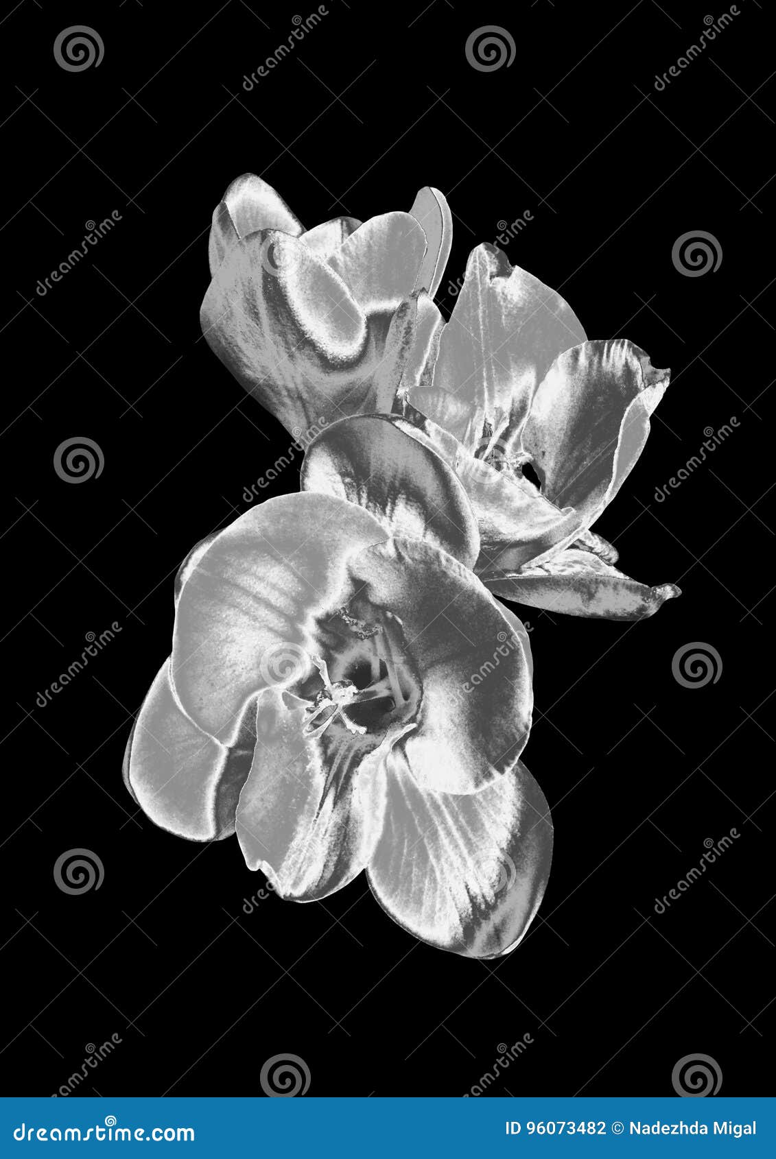 Silver flower stock photo. Image of orchid, abstraction - 96073482