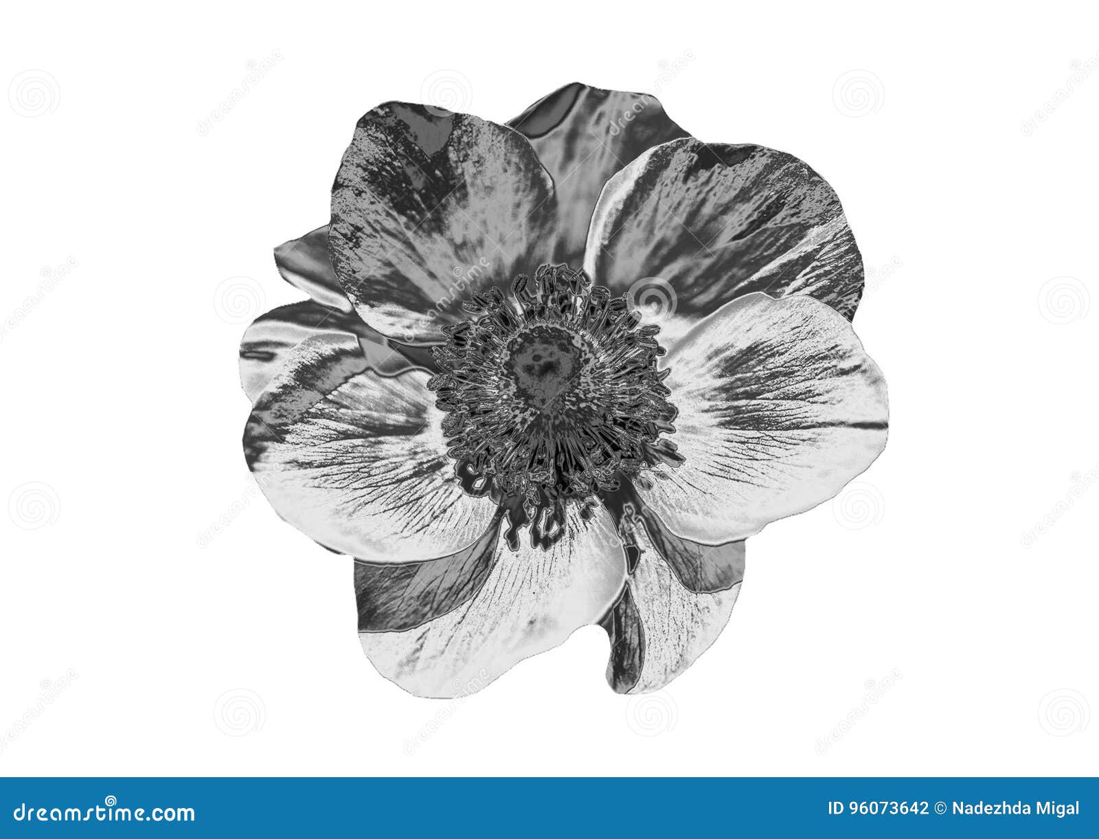 Silver flower stock photo. Image of rose, lily, roses - 96073642