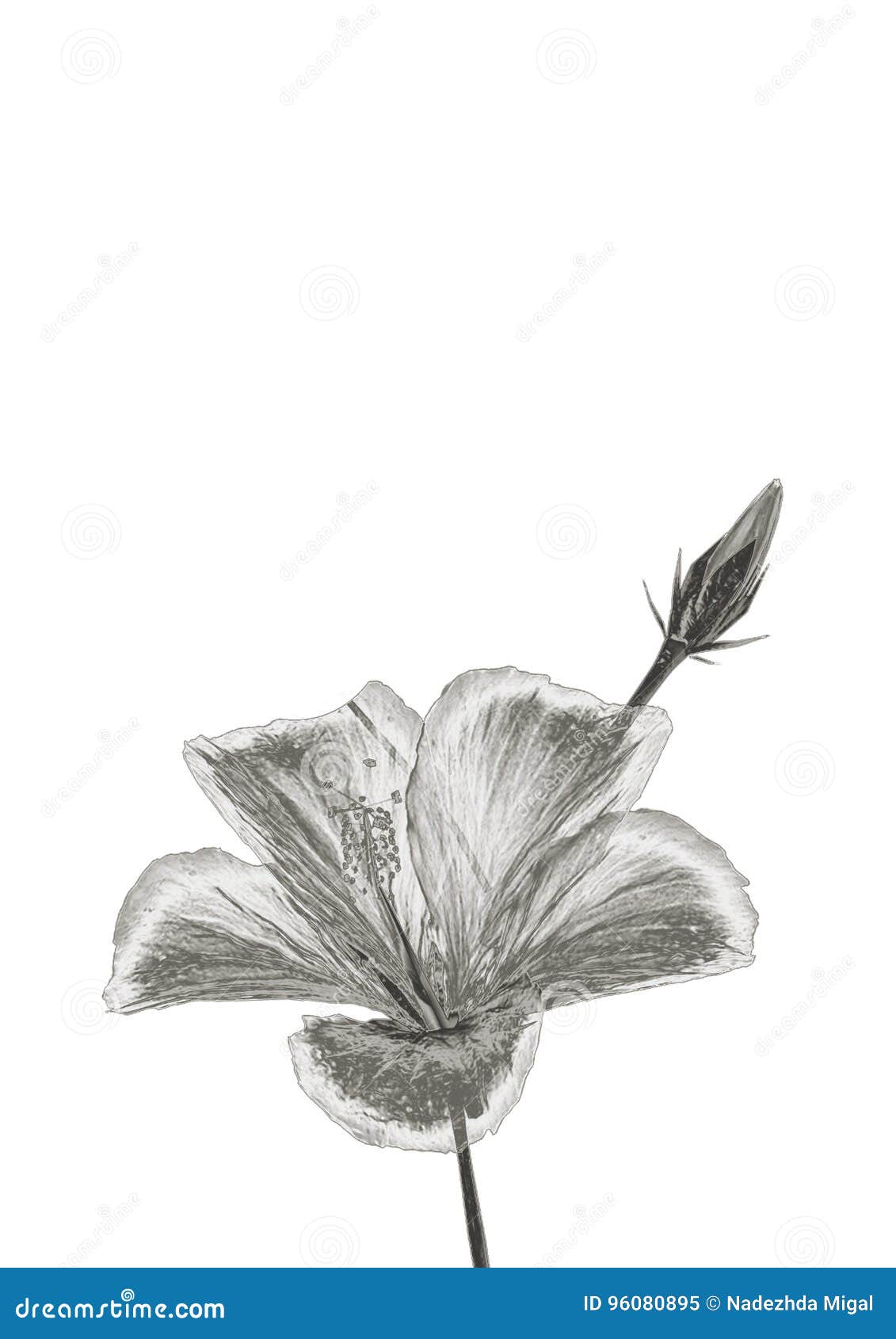 Silver flower stock illustration. Illustration of tulips - 96080895