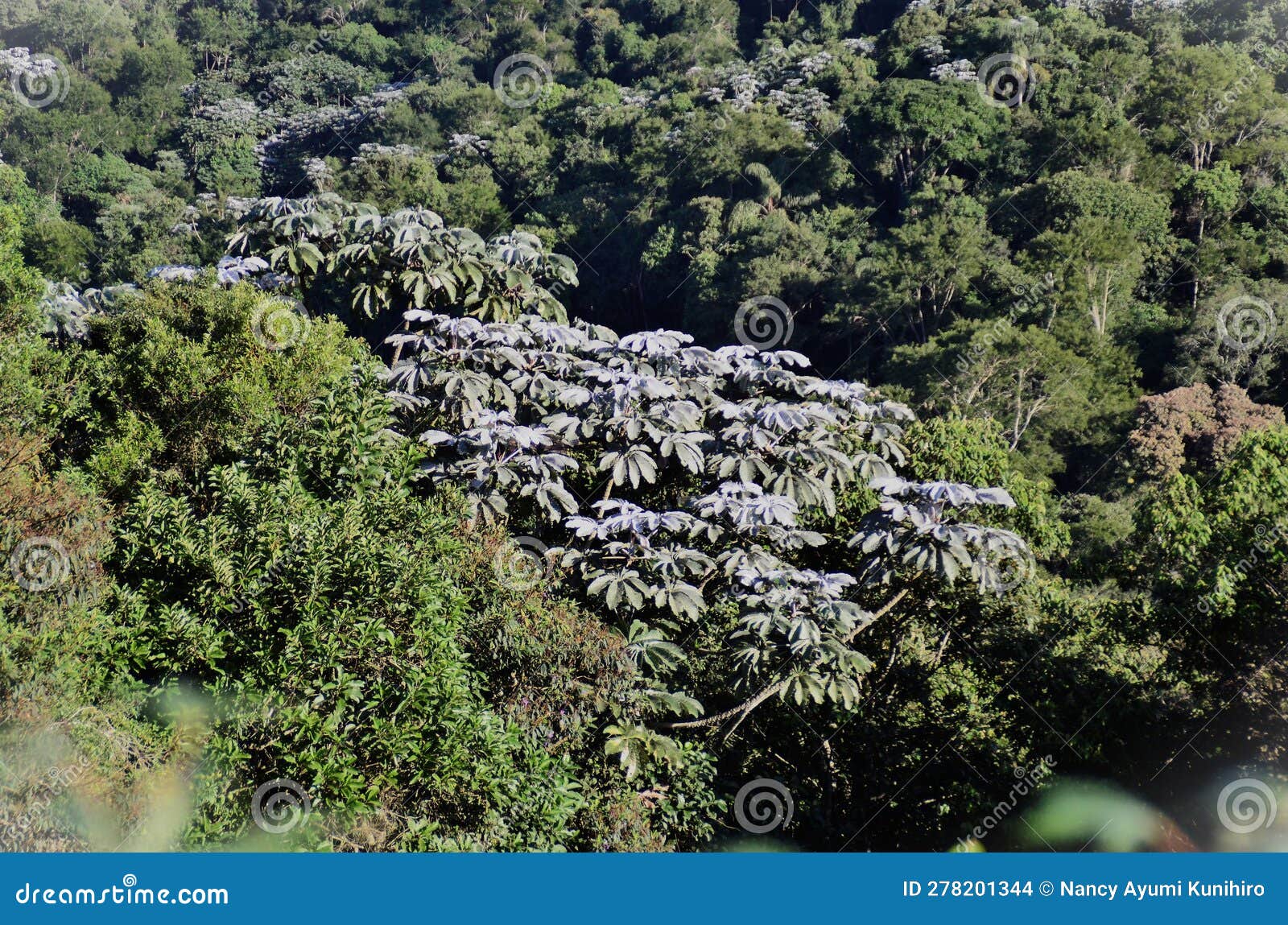 The Silver Foliage of Cecropia Hololeuca in the Middle of the Forest ...