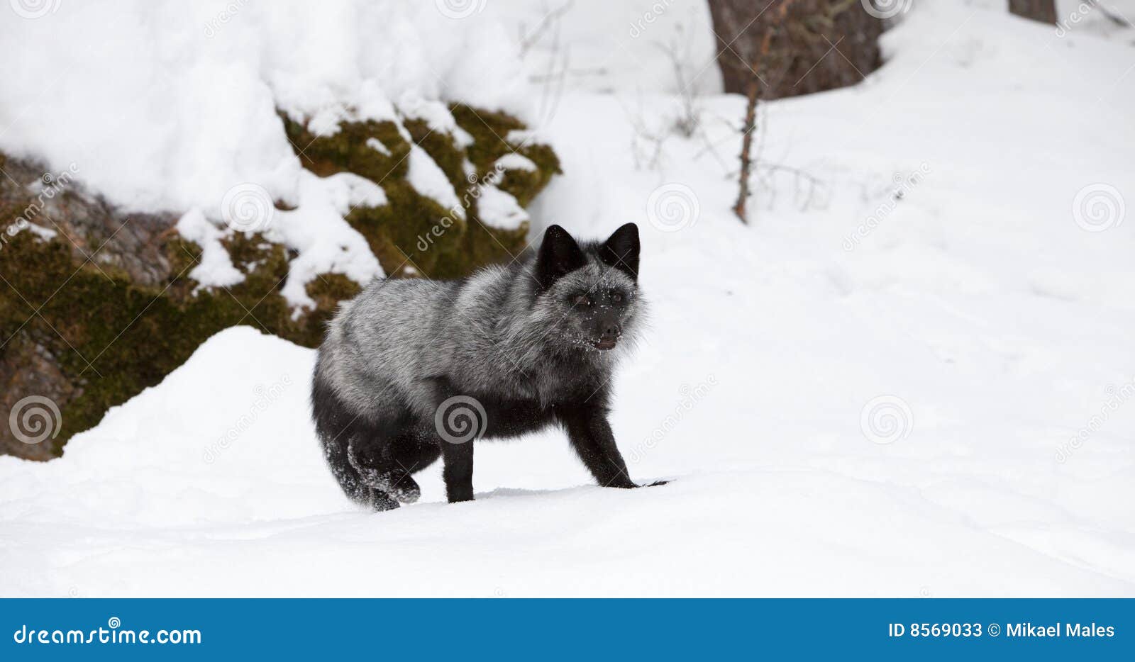 Silver Fox Fixing to Run stock image. Image of animals - 8569033