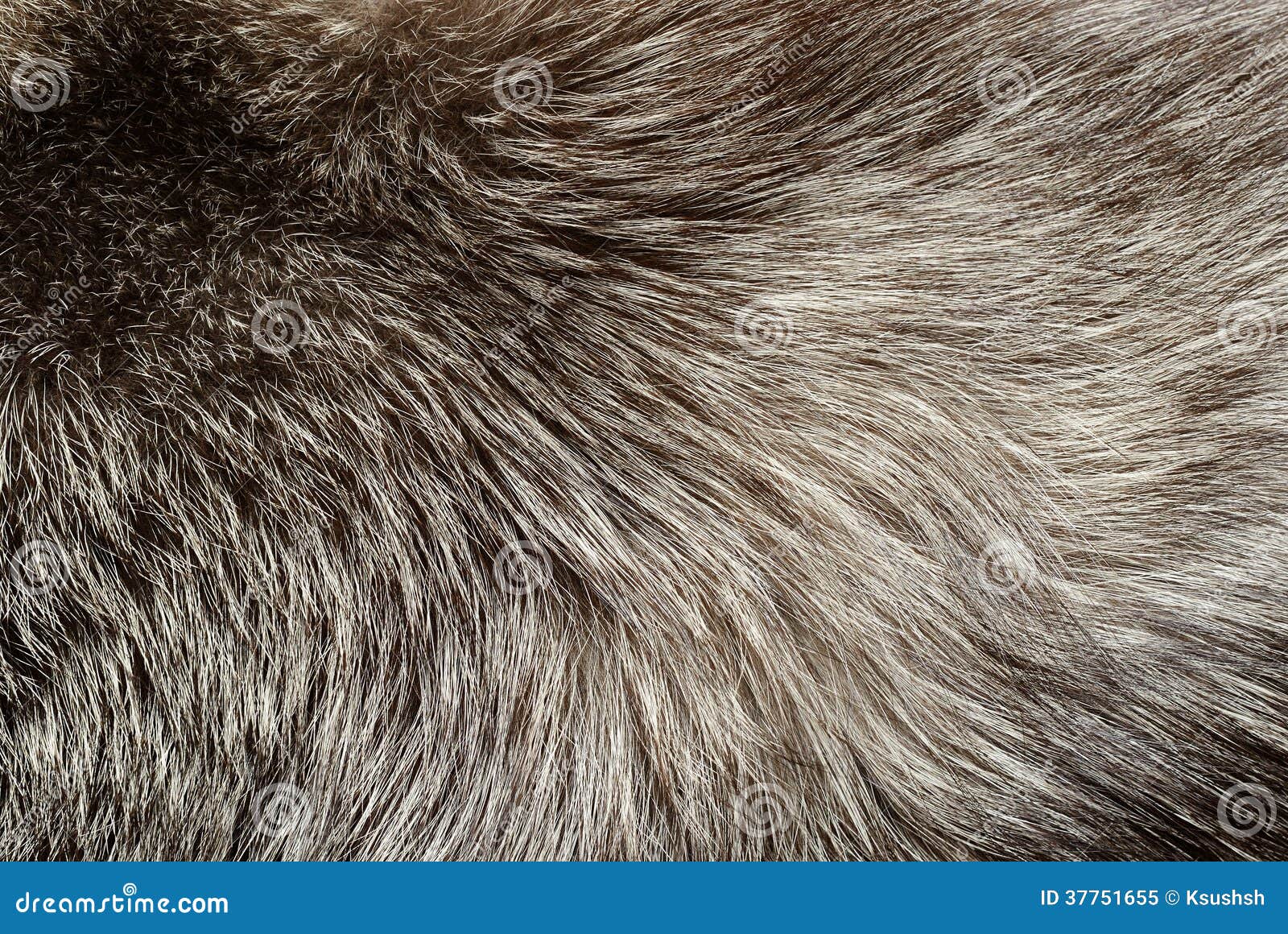 Silver fox fur stock image. Image of gray, deluxe, heat - 37751655