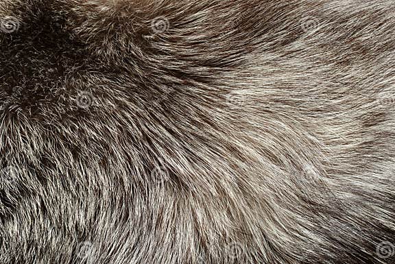 Silver fox fur stock image. Image of gray, deluxe, heat - 37751655