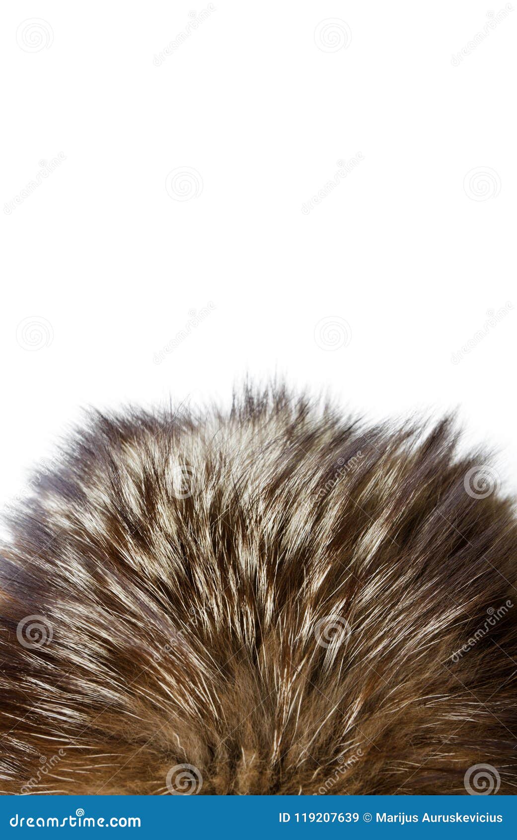 Fur Texture. Silver Fox Fur. Stock Image - Image of nature, raccoon ...